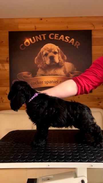 Щенок Ники и Гучи, мальчик Алмаз