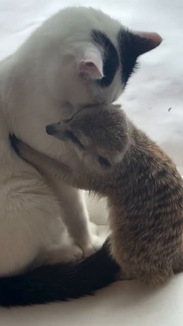 Семейная идиллия