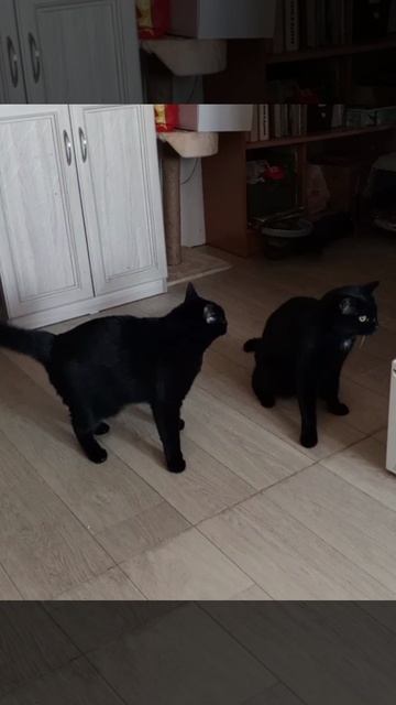 Морталкомбат Котики