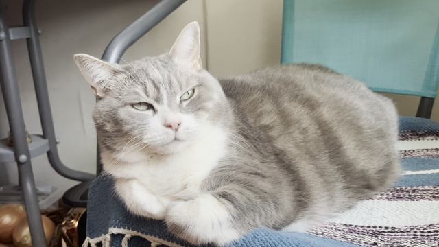 "Отзвуки сердца" Ирина Гусева ИИ музыка