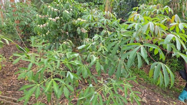 Как растет касава на плантациях Уганды