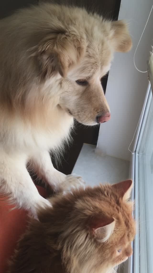 Ричик смотрит в окно❓🏡❄️❄️❄️❄️😻