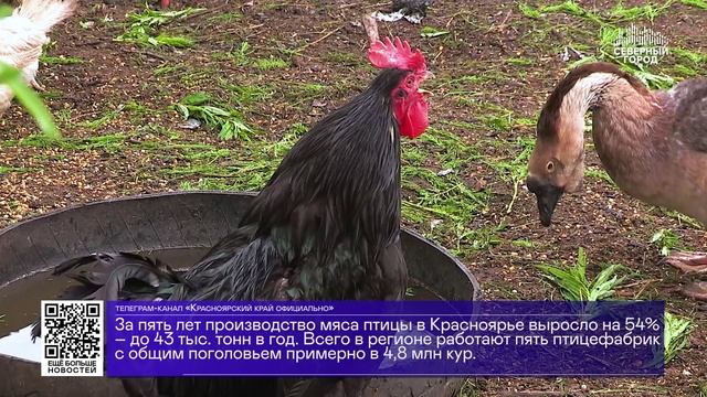 ДАЙДЖЕСТ «СЕВЕРНОГО ГОРОДА»,13.02.2026