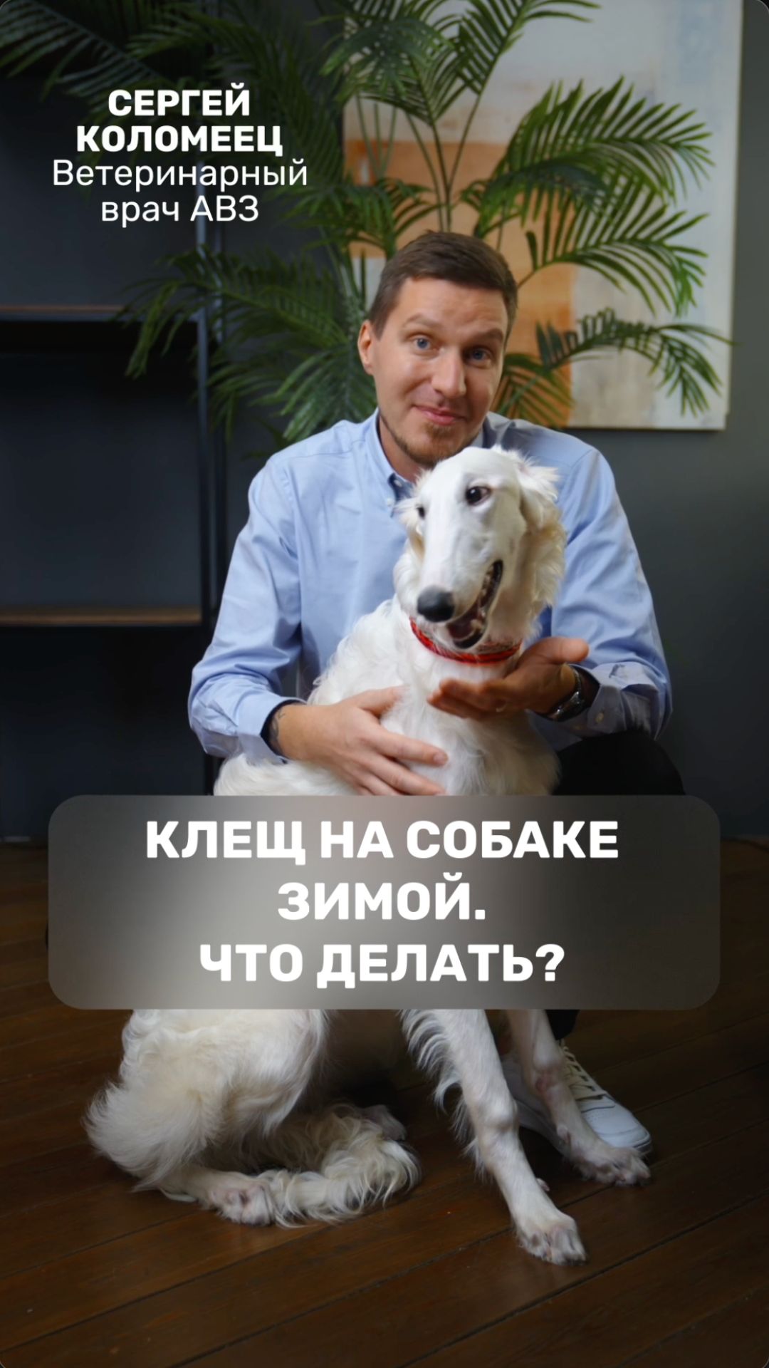 Клещ на собаке зимой. Что делать?