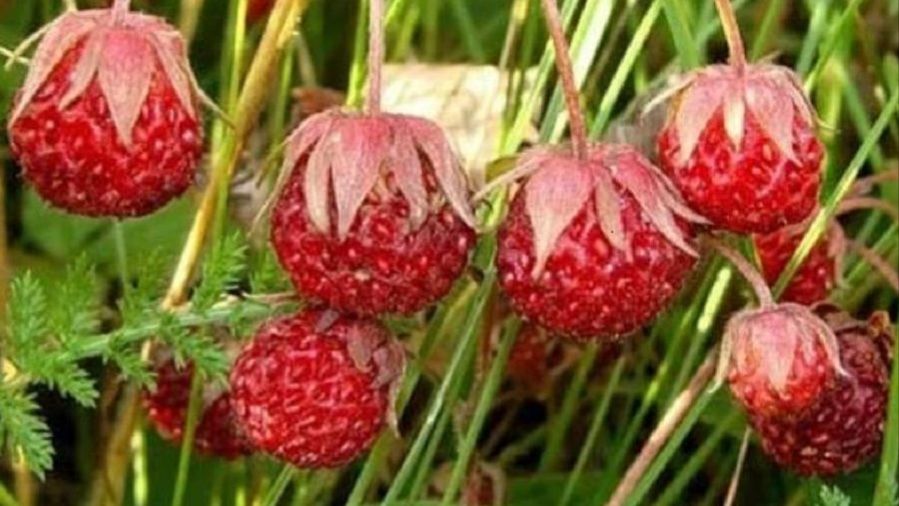 ДШИ Набережные Челны Танец Жилэклэр "Ягодки"