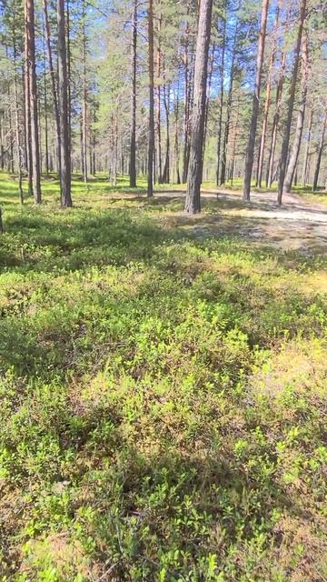 Карелия 2025. Карельский лес. Июль 2025г (Часть 1)