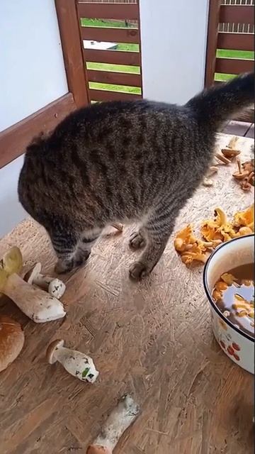 Шеф-повар проверяет качество продуктов