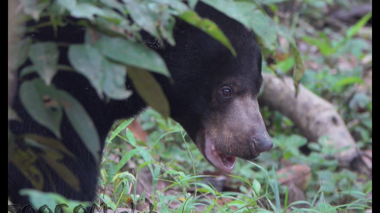 Самый маленький медведь. Солнечный