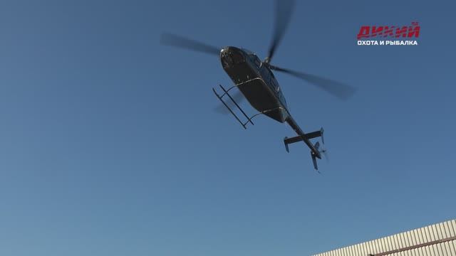 Охота в Карачаево-Черкесии на среднекавказского тура.