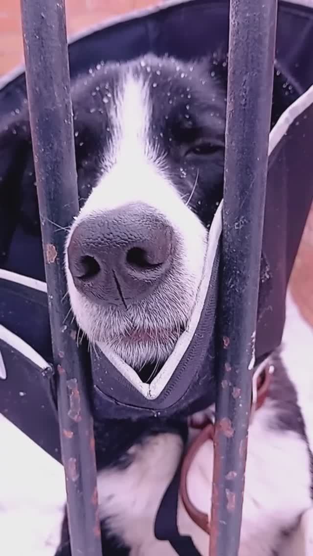 "Принц в драматическом страдании" ❥ Приют в Малинках #приютдляживотных #собаки