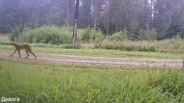 Кошечка - прекрасная рысь на камеру видеонаблюдения