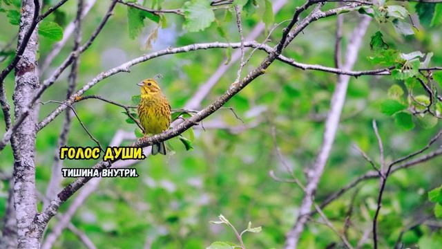 Голос души. Тишина внутри.