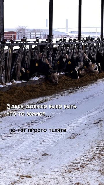 Пятничное настроение 🐄✨