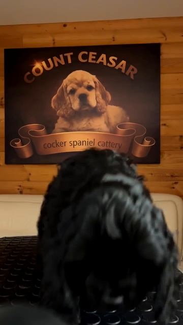 Щенок Ники и Гучи, мальчик Адам