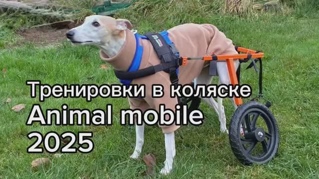 Тренировки в коляске-тренажере