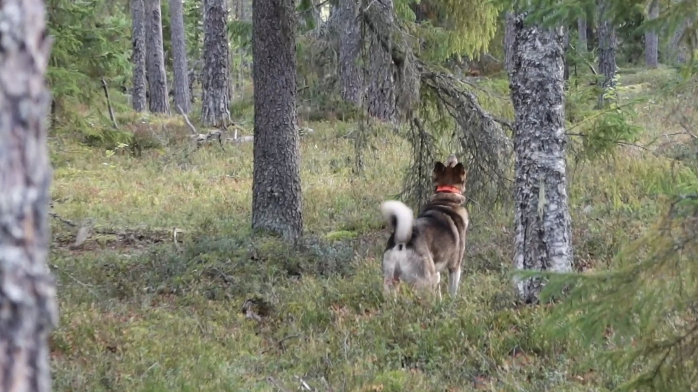 Каюр гоняет глухаря