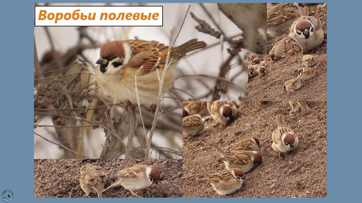 Полевой воробей - мал, да удал!