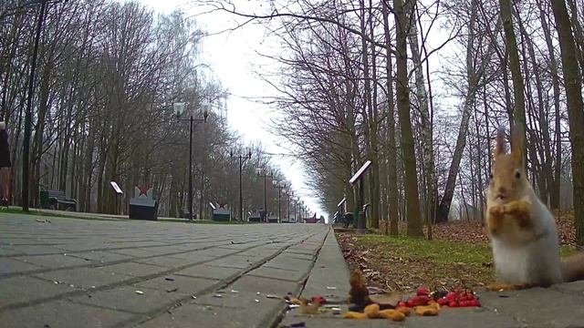 Белки и это всё о них