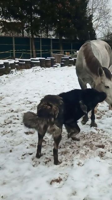 Я тебя целую, а ты кусаешься!