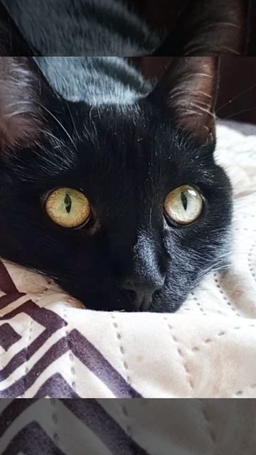 Котик преисполнился