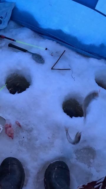 Корюх дуплетом! Рыбалка на белом море! (конец 2025)