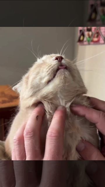 Мурчащий котейка