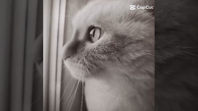 эдит про майнкрафт