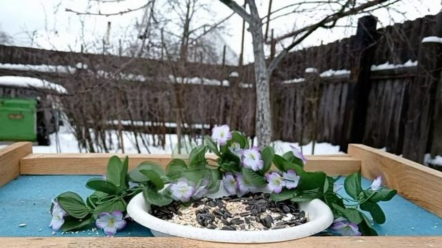 Видеосъёмка Птиц