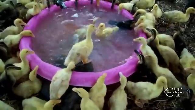 Звуки деревни. Атмосфера сельской местности. Звуки природы