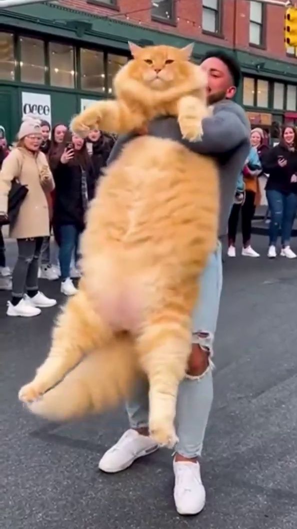 Кот весом 80 килограмм