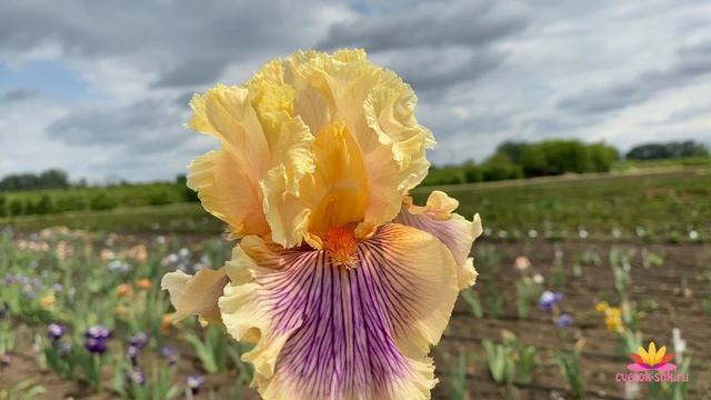 ИРИС "DREAMALOT"/Сад Ворошиловой