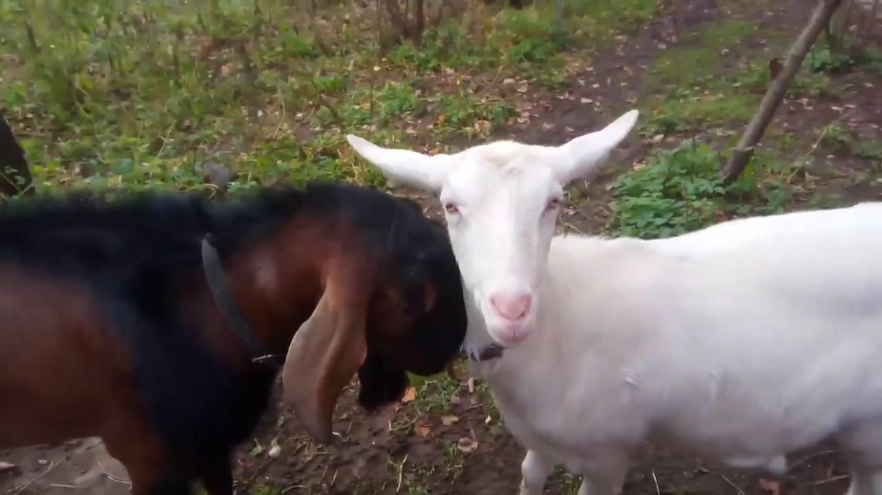 У козла проблемы с дамами