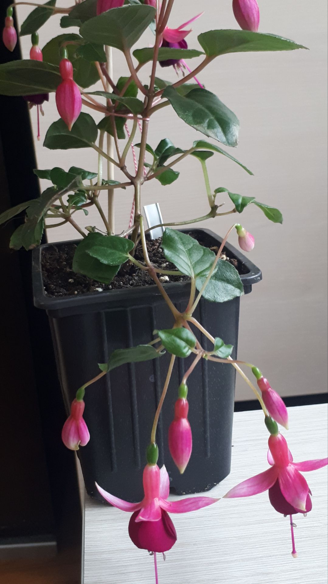 16.President George Bartlett фуксия кустовая компактная.