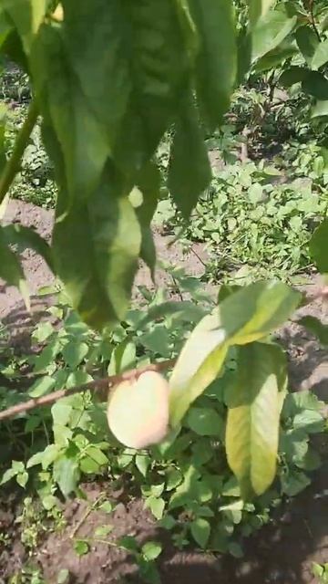 Карликовый персик Ссылка на сайт в комментариях