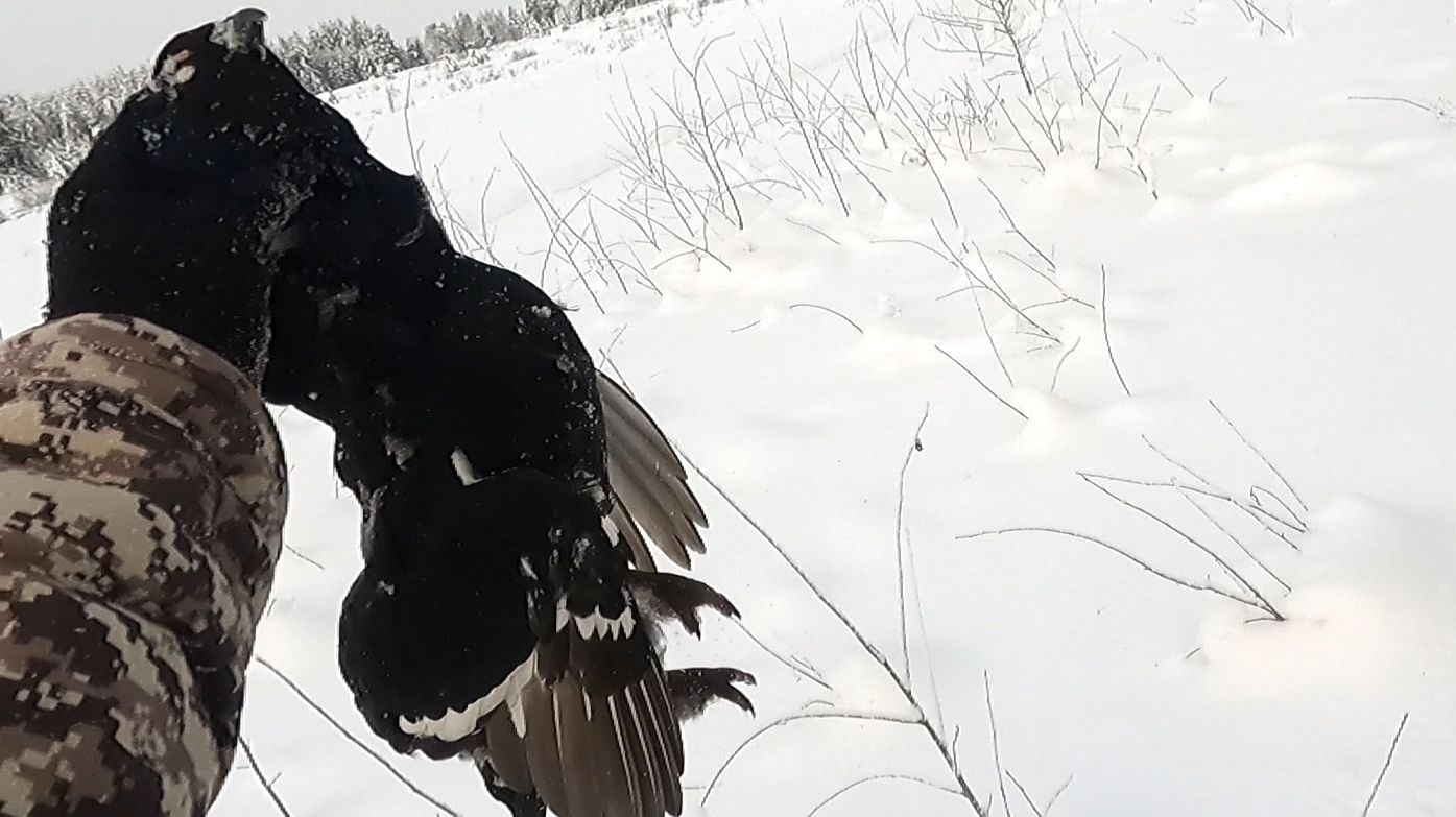 Охота на тетерева с лунок. Добыл Косача. Сломался снегоход в лесу.