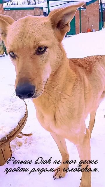 "Дюк-Смельчак" ❥ Приют в Малинках #приютдляживотных