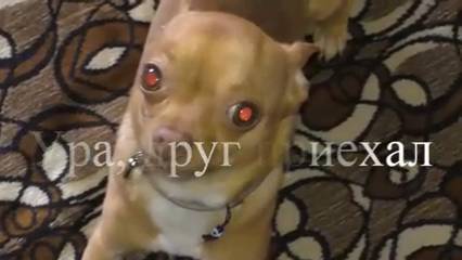 ДАЖЕ ВОРОБЬЯМ