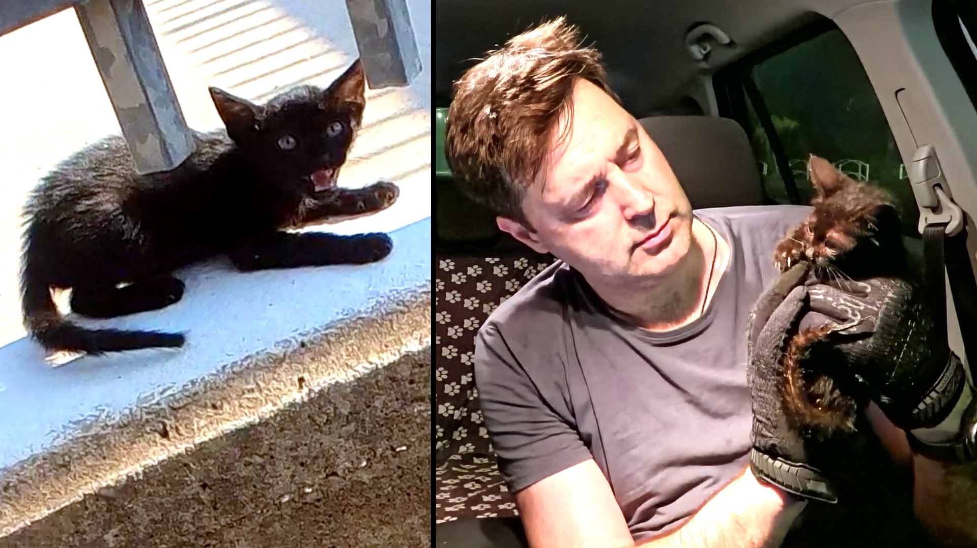 Я подумал, что это крыса… А это был котёнок. История Мэри