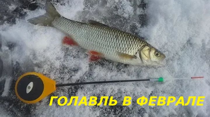 КАК ЛОВИТЬ ГОЛАВЛЯ в ФЕВРАЛЕ? НАЖИВКИ и ПРИКОРМКА для РЫБАЛКИ! ТОНКОСТИ ЛОВЛИ ГОЛАВЛЯ ЗИМОЙ!
