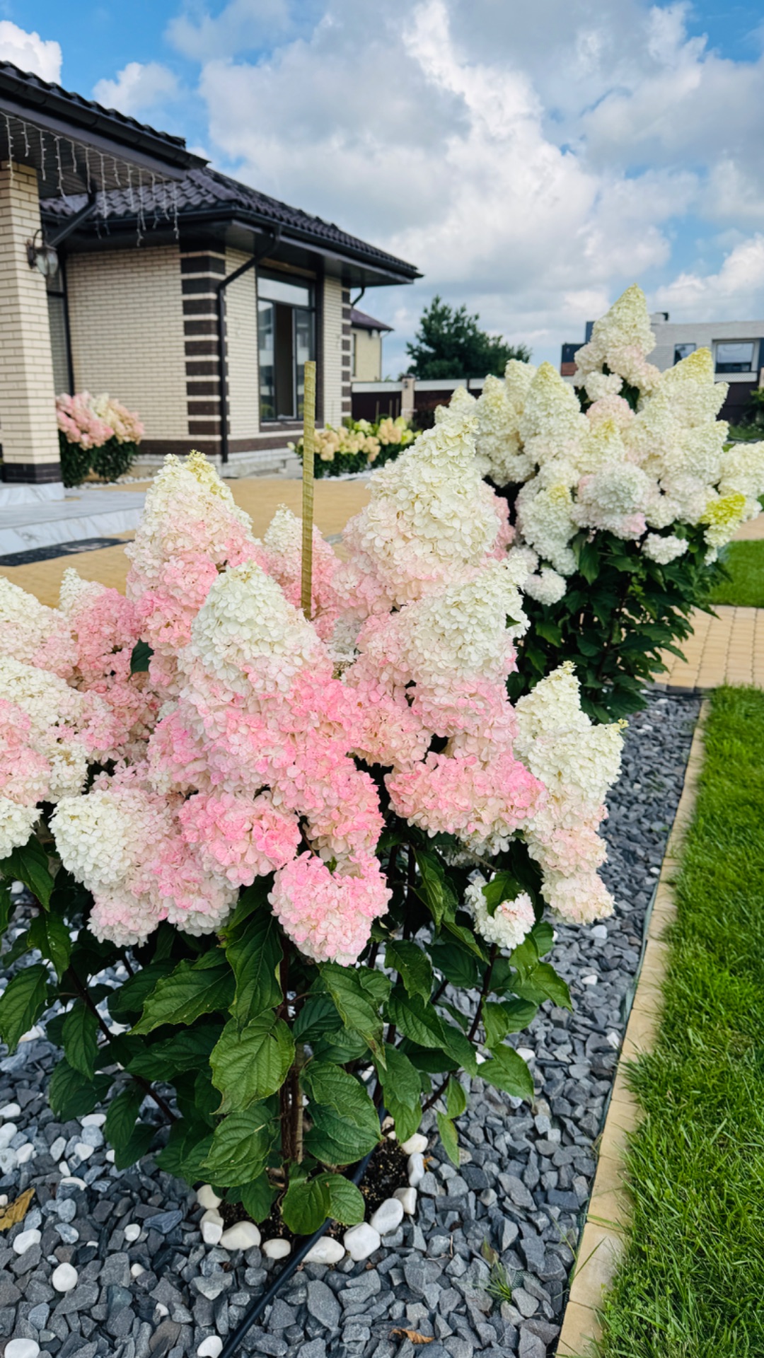 Ванила Фрайз окрашивание в течении сезона