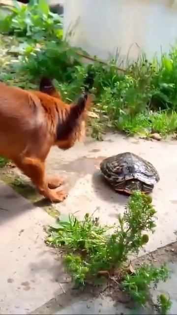 Ну очень злая собака!