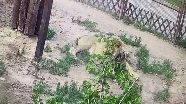 Из Архива. Лето 2025 г. Всех с Днём Святого Валентина! Любви, взаимопонимания, Семейного счастья!