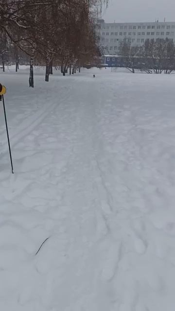 Поисковая собака Рейко, сыночек нашего Честера