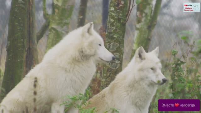 СО "Вместе навсегда". Второй отчет.
