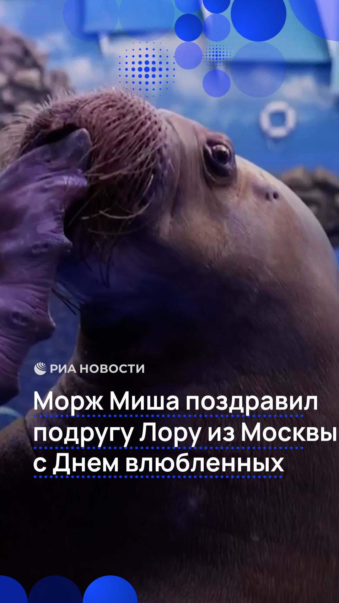 Морж Миша поздравил подругу Лору из Москвы с Днем влюбленных