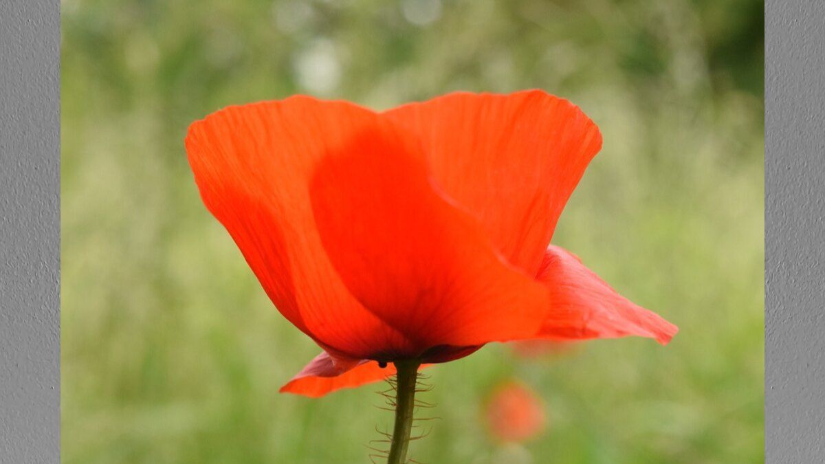 Мак. ( кавер от Юрана )