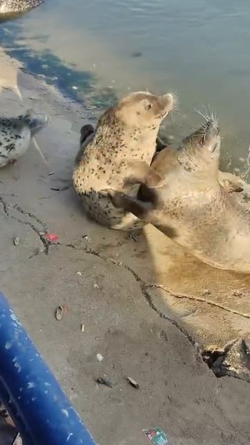 Теперь вы знаете, что тюлени дерутся как коты