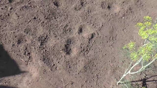 Купание воробьев в пыли оставляет интересные следы