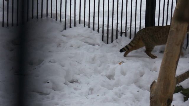 Утренняя зарядка от манулессы Снежинки и два европейских котика.