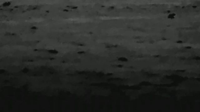 Sytong MM06-50 LRF: Зайцы в поле